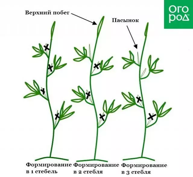 Shema oblikovanja paradižnikovih grmovja v enem, dva in tri stebla