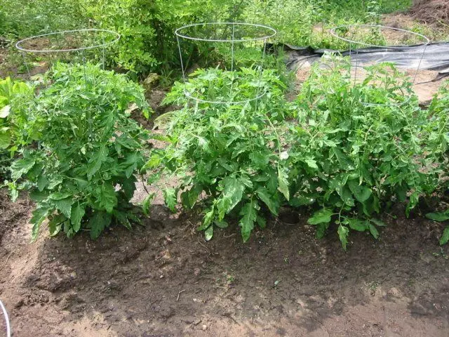 Tomates stambular