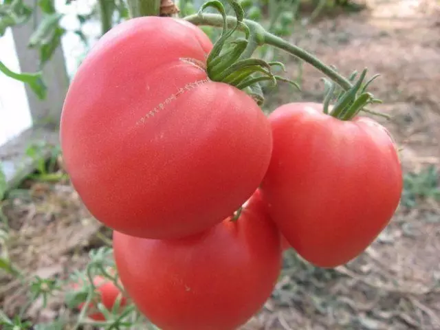 Tomates grade taureau coeur