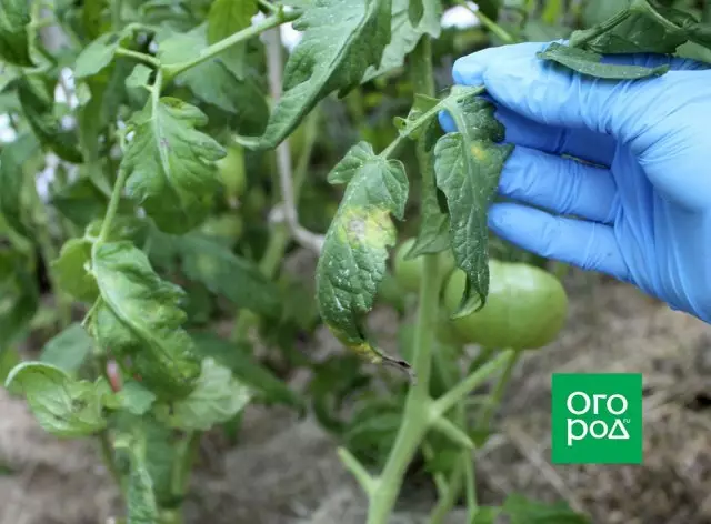 Krankheiten Tomatov.