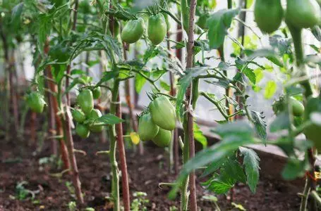 Септориоз, або белая плямістасць, - прыкметы хваробы і спосабы лячэння 1623_4