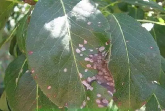 ಸೆಪ್ಟೋರಿಯಮ್ ಪಿಯರ್