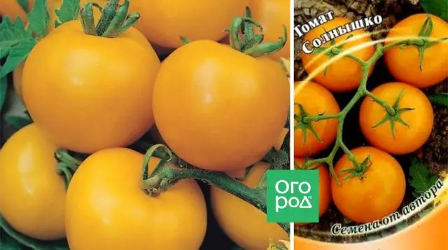 Tomato Clap Ariodio: Kedu ụdị iche na-eguzogide ọrịa