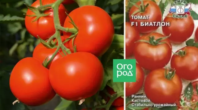 Tomato Biathlon F1