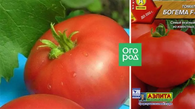 Tomato Bohemia сұрыптау F1