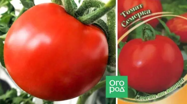 Tomato-grado sep