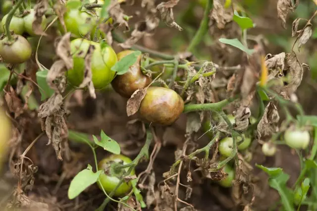 Ang determinant ng mga sakit ng mga kamatis: larawan, paglalarawan, mga panukala ng pakikibaka at pag-iwas