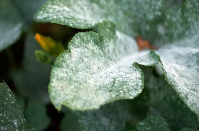 Puffy Dew Tomatov.