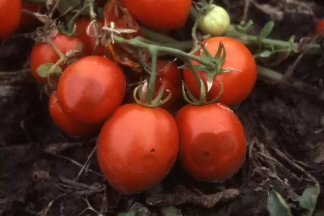 Antraznosis Tomatov.