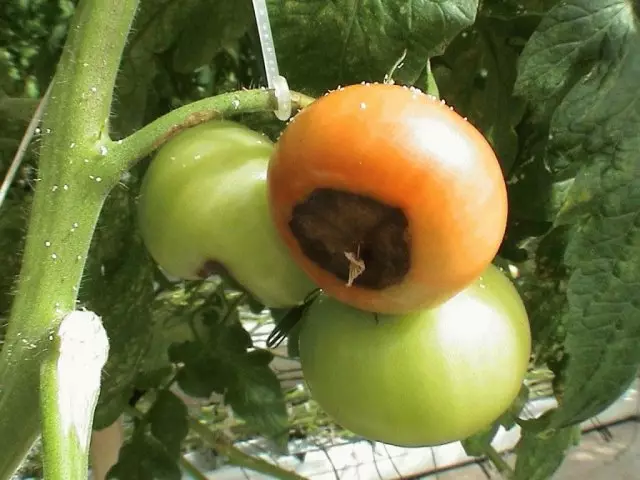 Vertex Rot TOMATOV