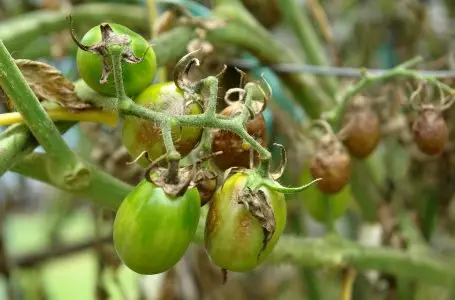 Kichwa cha magonjwa ya nyanya: picha, maelezo, hatua za mapambano na kuzuia 1630_3