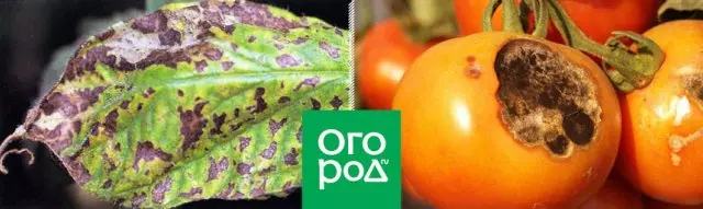 OutrAraiesIis Tomatov |