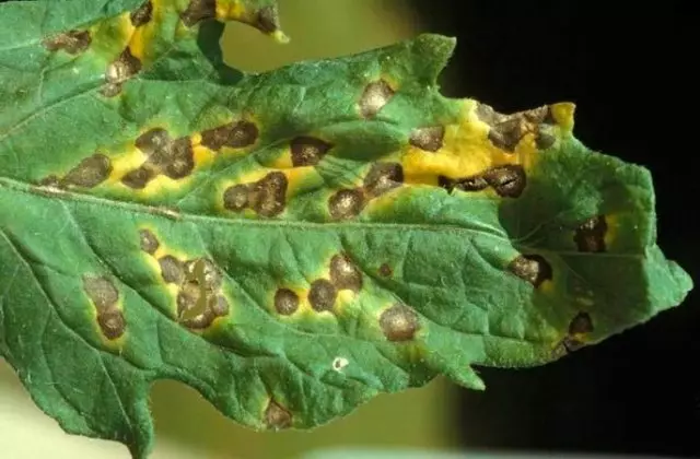 Tomato Septoriusius