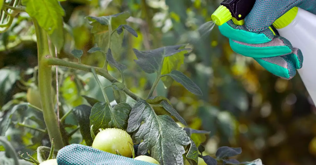 Tomato pests sa bukas na lupa at greenhouse: mga larawan, paglalarawan, epektibong hakbang