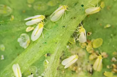 Pesti tat-tadam fil-ħamrija miftuħa u serra: ritratti, deskrizzjoni, passi effettivi 1633_11