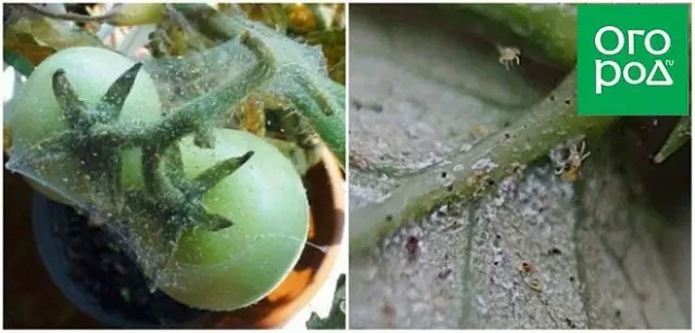 Tomato Pests Web Tick