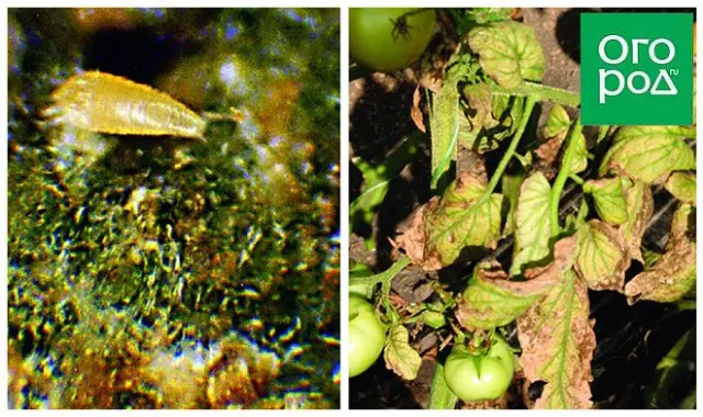 Tomatenschädlinge Rust Tick