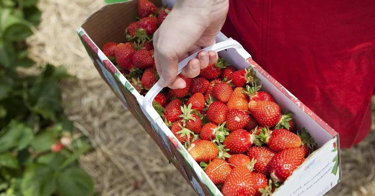 5 Paŝoj al senprecedenca Strawberry-rikolto