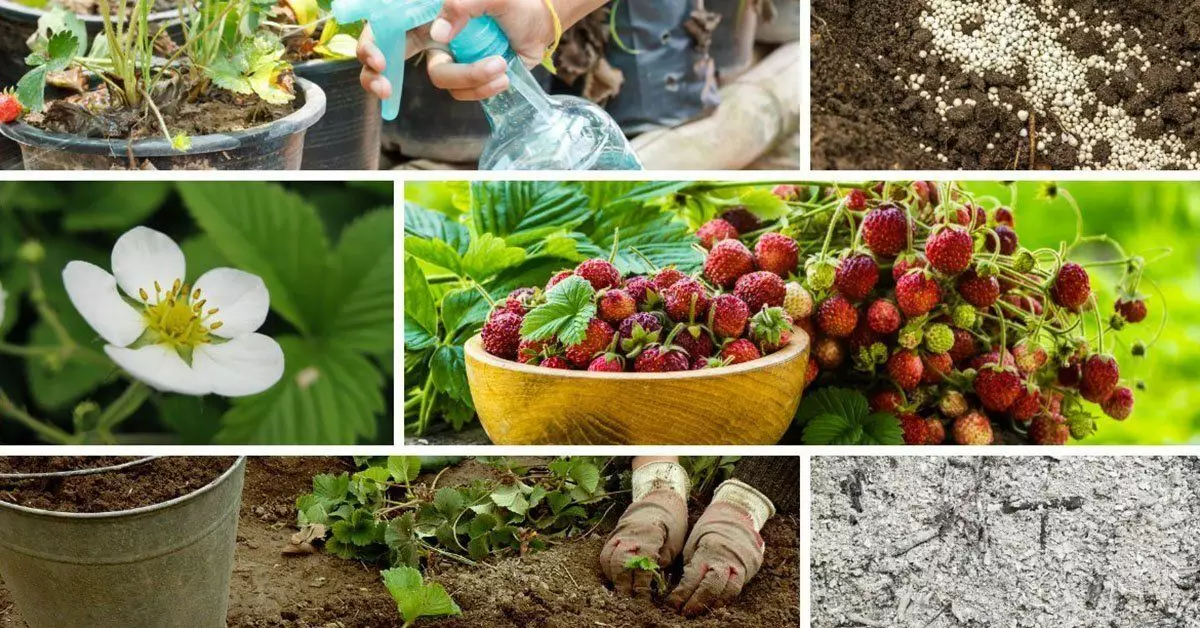 Unsa ang nakagubot nga mga strawberry alang sa usa ka maayong ani - tambag nga espesyalista