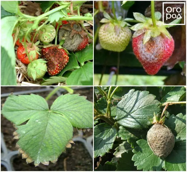 Mga Sakit sa Strawberry: Litrato, paghulagway, pagtambal