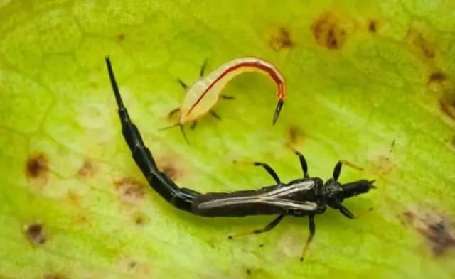 Vjaġġi għall-adulti u larva