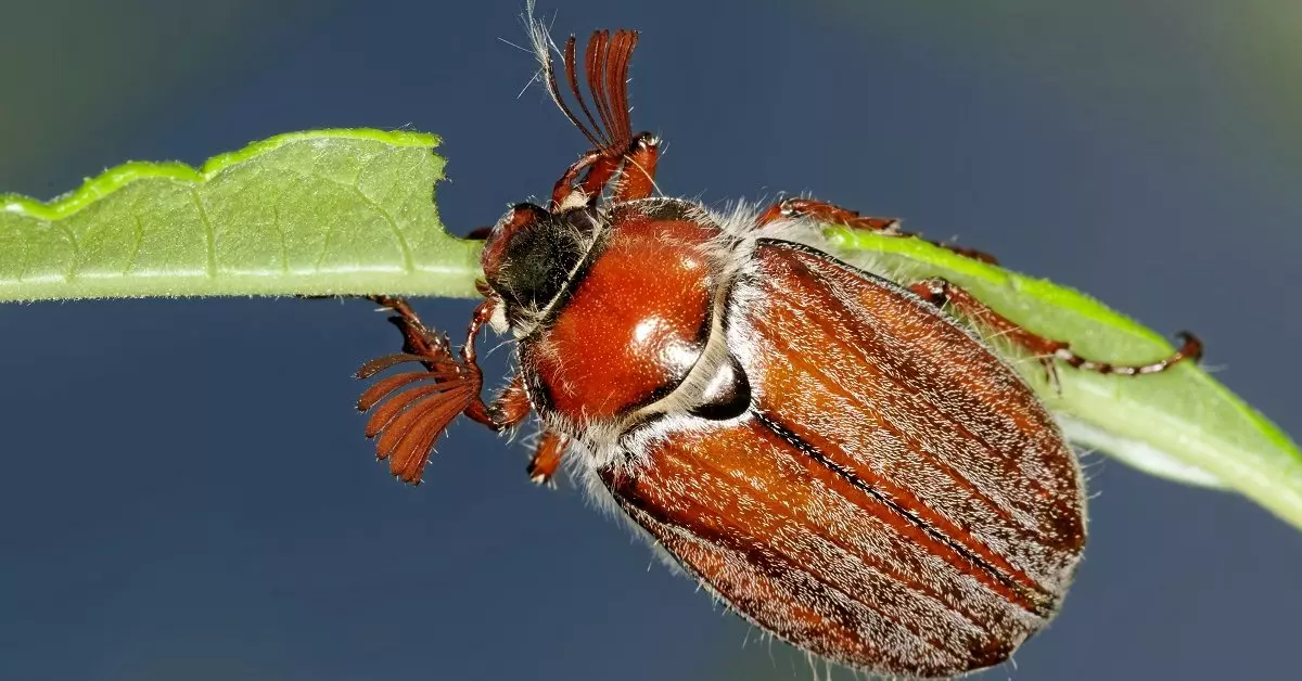 Mayo = ¿Beetles? Cómo deshacerse de la plaga