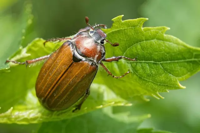 chafer