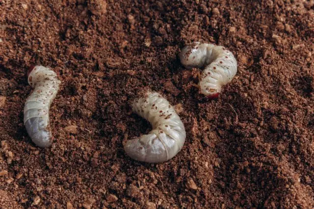 Larvae nke May Zhuka