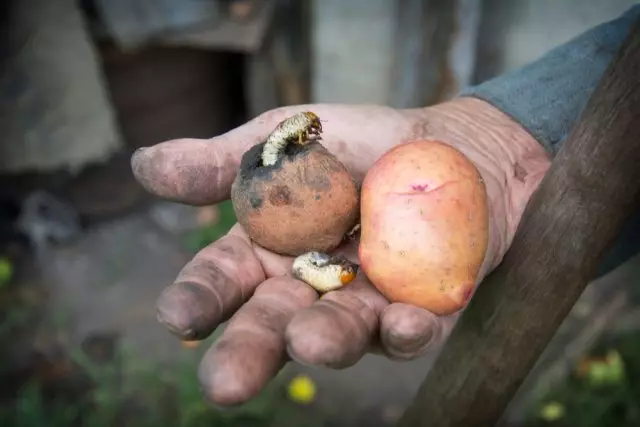 Larva kumbang utama dalam umbi kentang