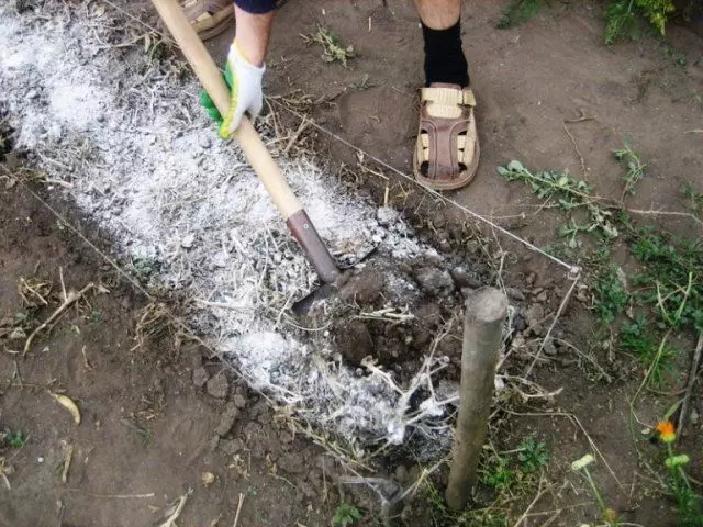 Aplikimi i miellit dolomite në kopsht