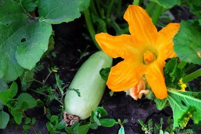 Courgette in moestuin