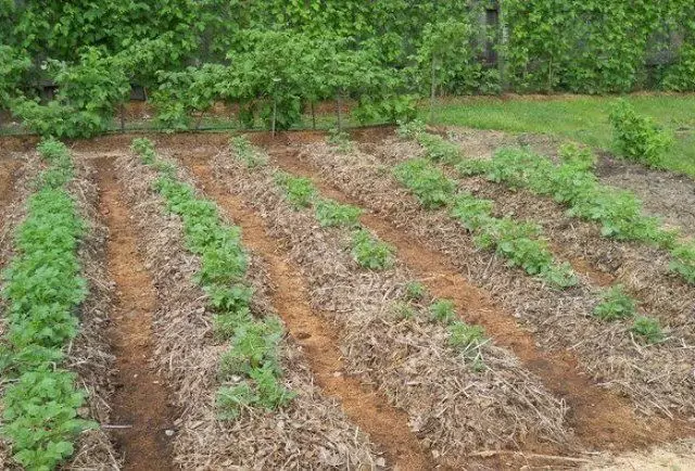 Mulci în grădină de legume