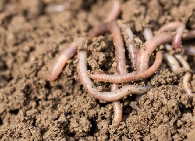 6 maneiras ambientalmente seguras de aumentar a fertilidade do solo