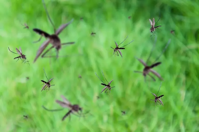 Како да ги уништи комарците со ладен генератор на магла