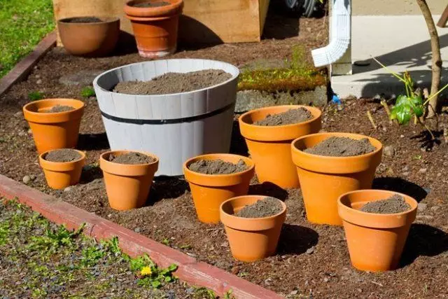 Pepper seedlings sa bahay - kung paano maghasik ng buto.