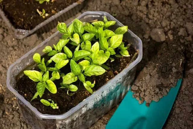 مرچ seedlings.