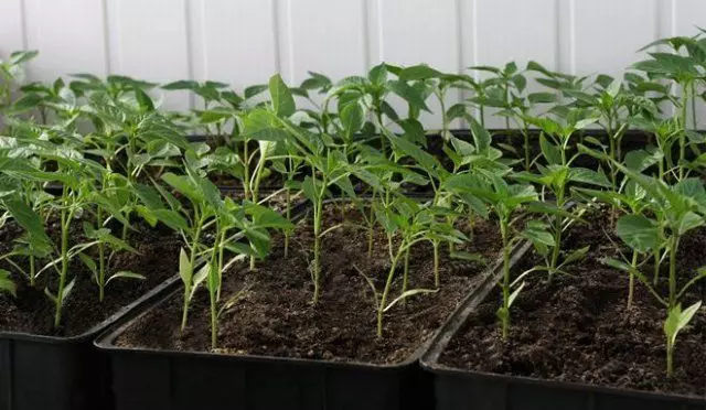 مرچ seedlings.