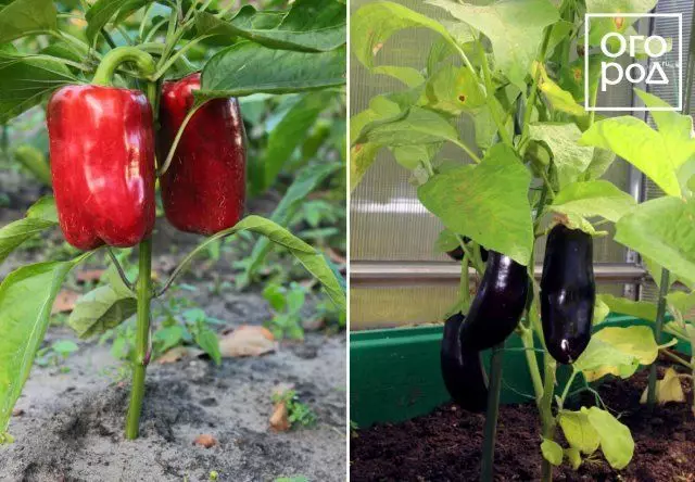 Peppers এবং eggplants, fruiting