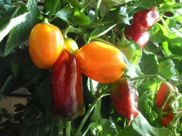 টাইল সঙ্গে peppers