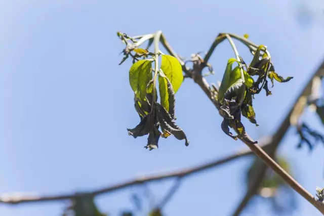 Foliage beku.