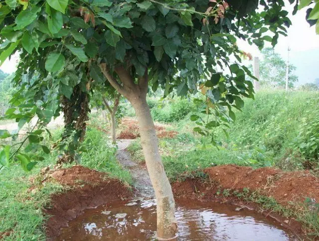 Bagaimana untuk menyiram pokok-pokok dan semak di taman