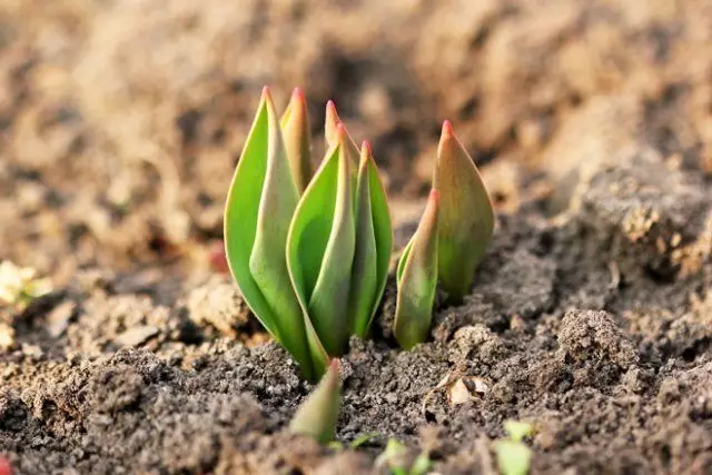 Tulppaani lehdet