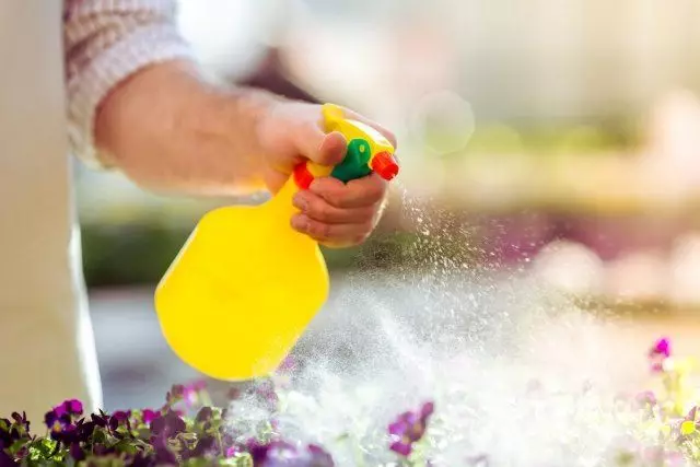 Gwapo nga batan-ong lalaki sa Apron ang pag-spray sa tubig sa mga tanum sa Orangery, nga hapit na