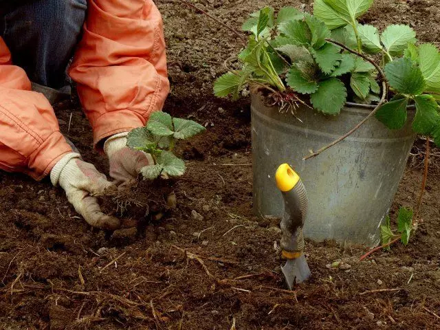 planting young strawberry plants grown from runners