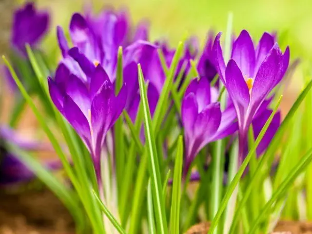 Crocuses.