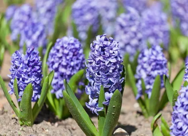 Hyacinths.