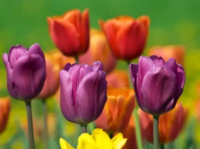 Tulips