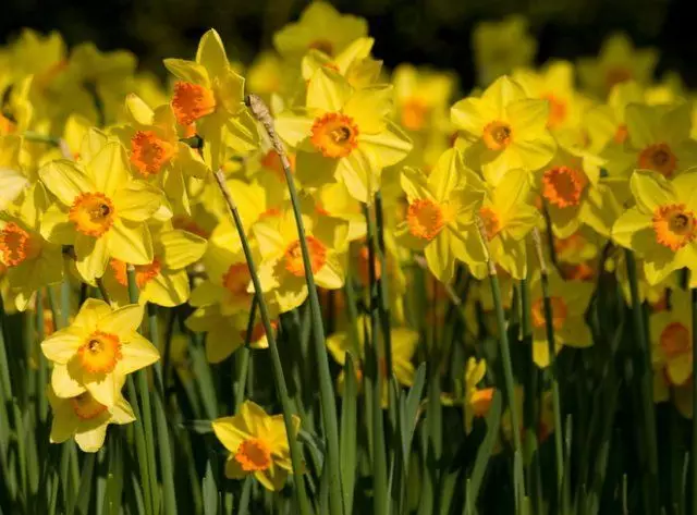 Daffods.