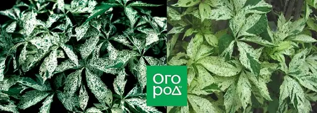 Охидын усан үзэм нь олон төрлийн variegata