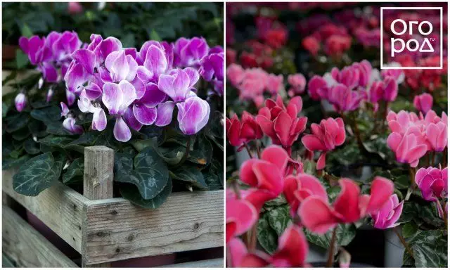 Cyclamen